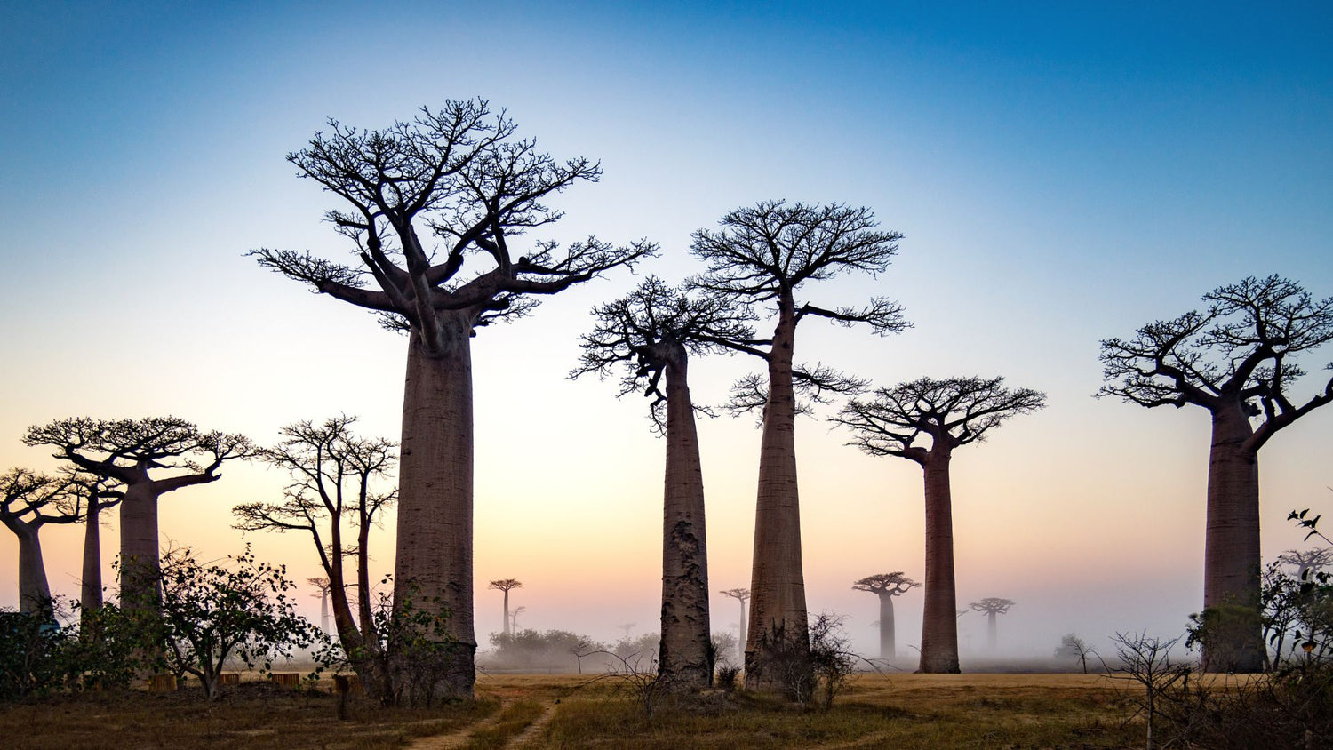 Baobab Face Oil – Afroa Beauty