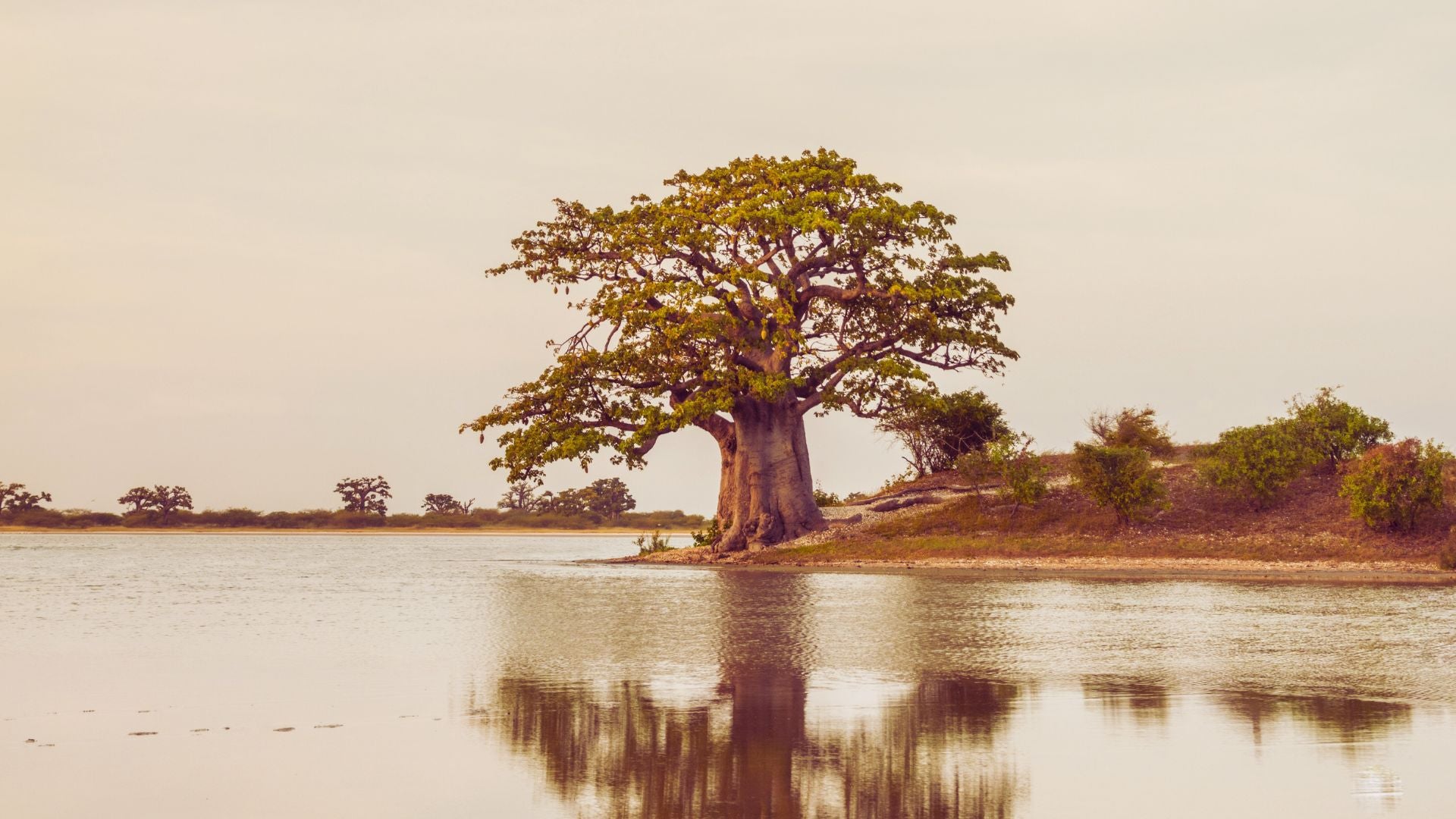 Afroa Beauty: Eco-Luxury Botanic Skincare and Wellness products