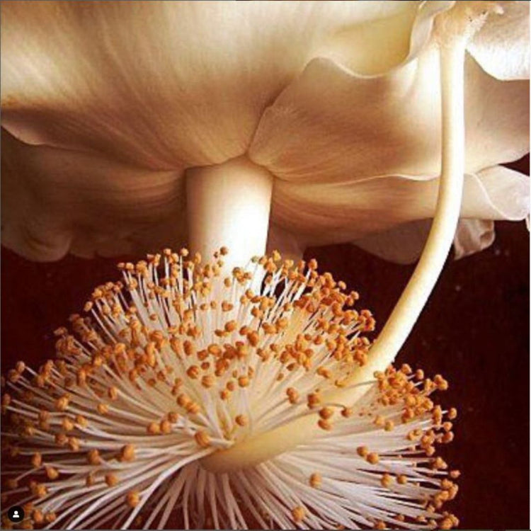 Afroa Beauty: Eco-Luxury Botanic Skincare and Wellness products